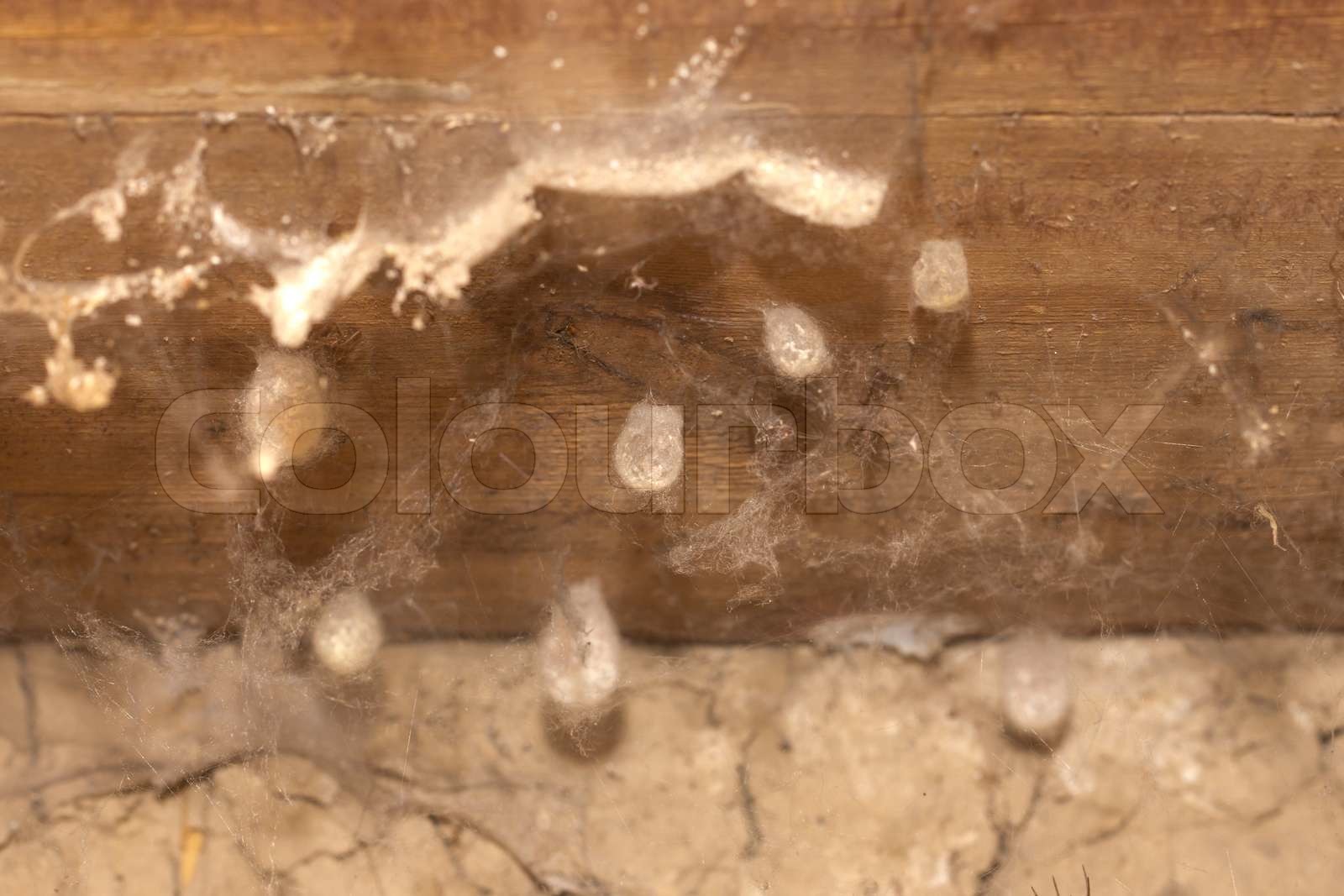 Elegantes Spinneneier An Der Wand Ebenbild