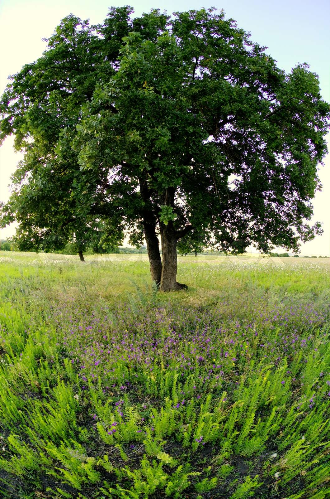 Summer landscape with oak tree | Stock image | Colourbox