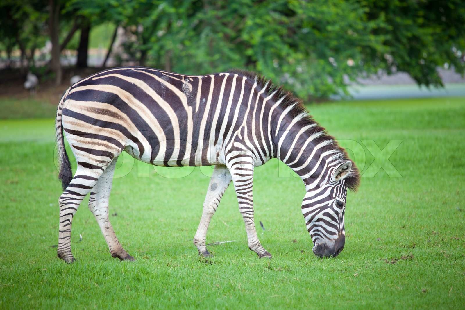 zebra was eating | Stock image | Colourbox