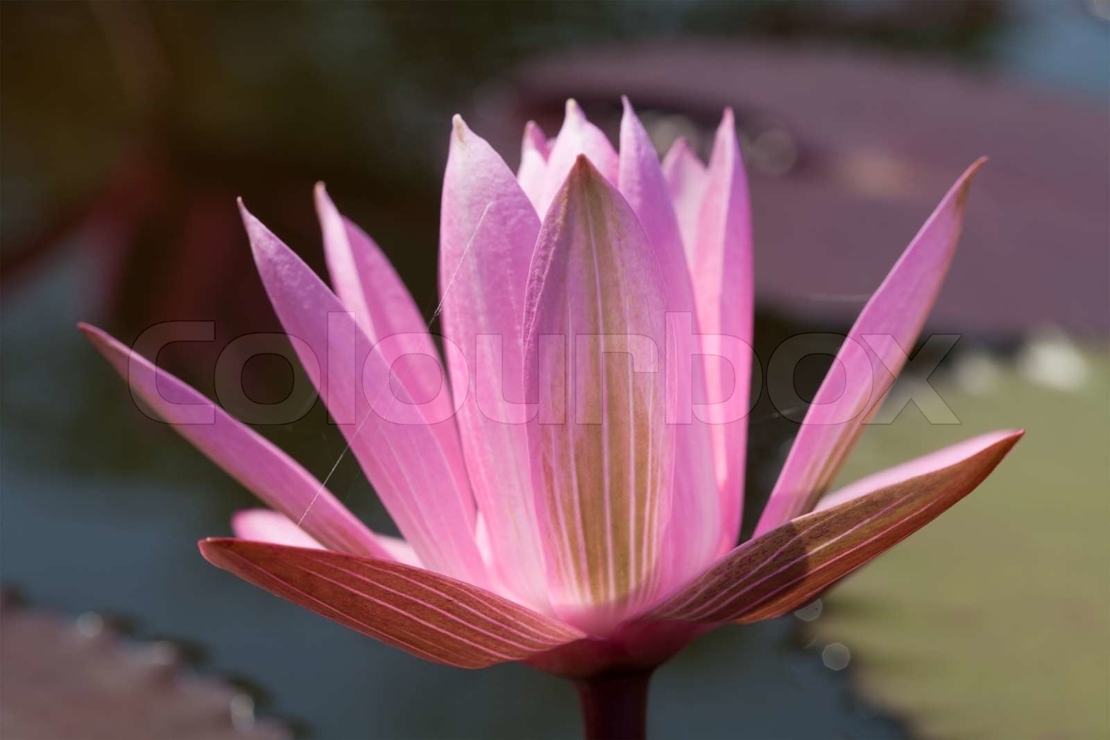 Pink water lily | Stock image | Colourbox