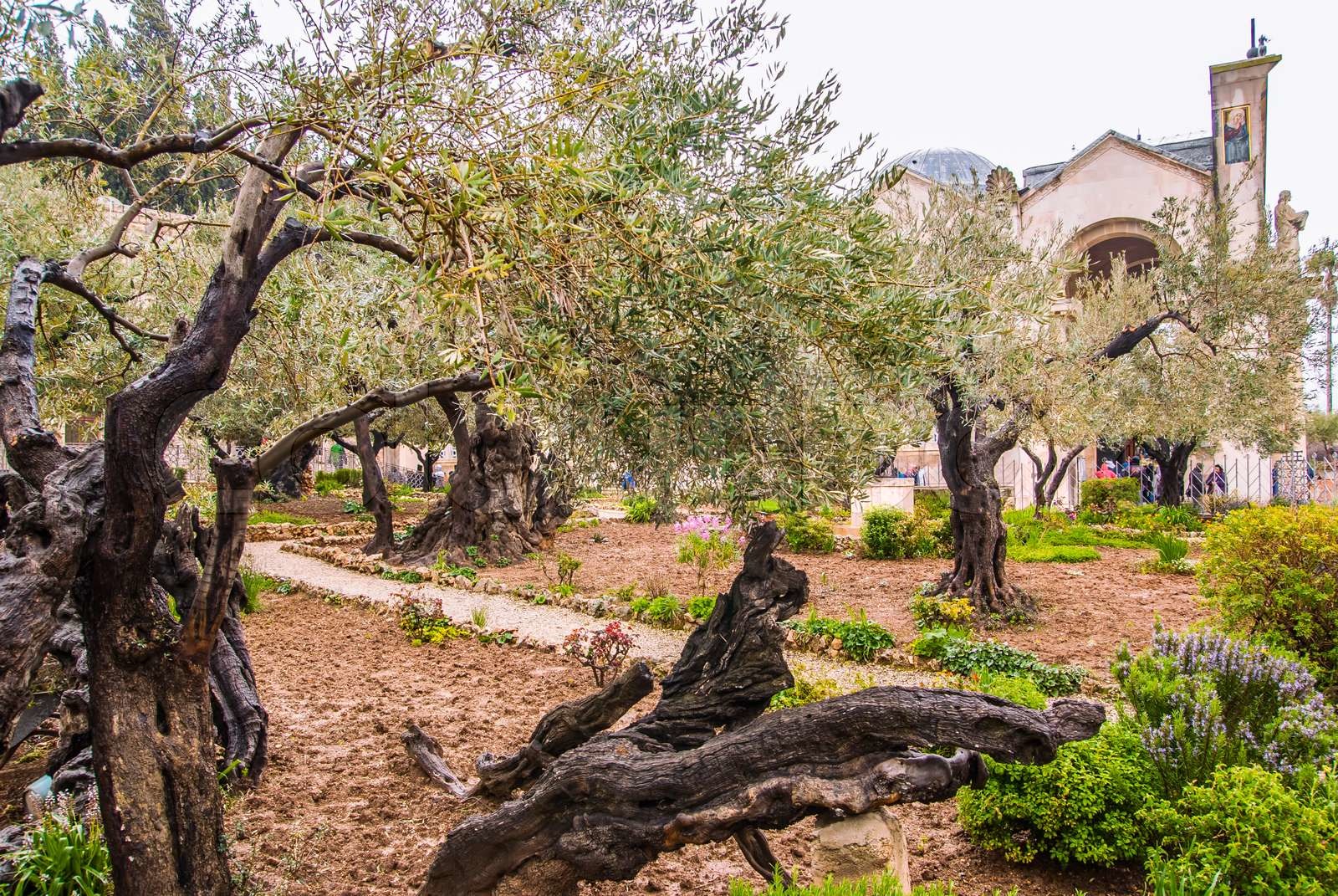 Jerusalem-Garden of Gethsemane | Stock image | Colourbox