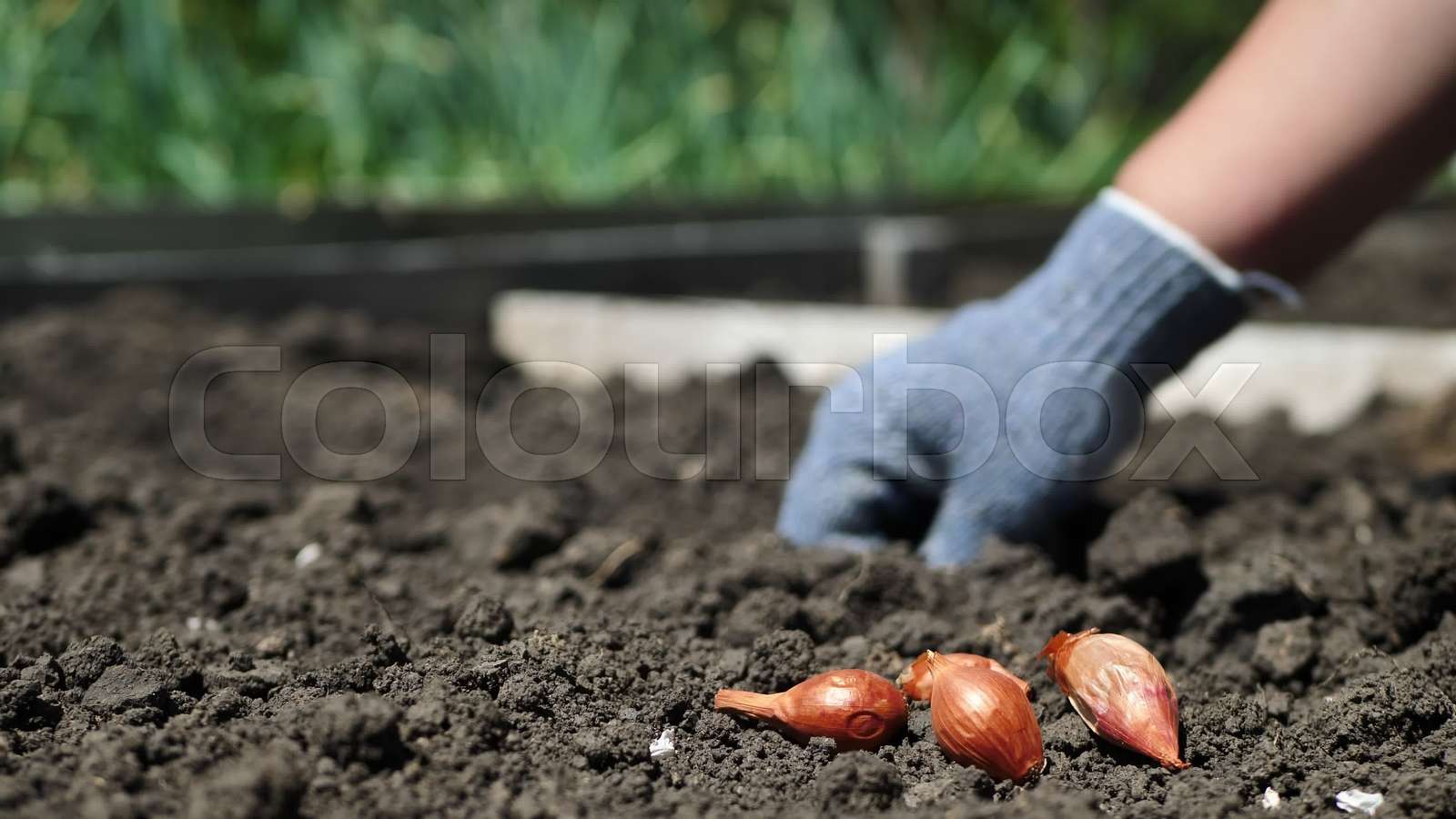 The hand of a gloved farmer woman sowing onions in an organic garden ...