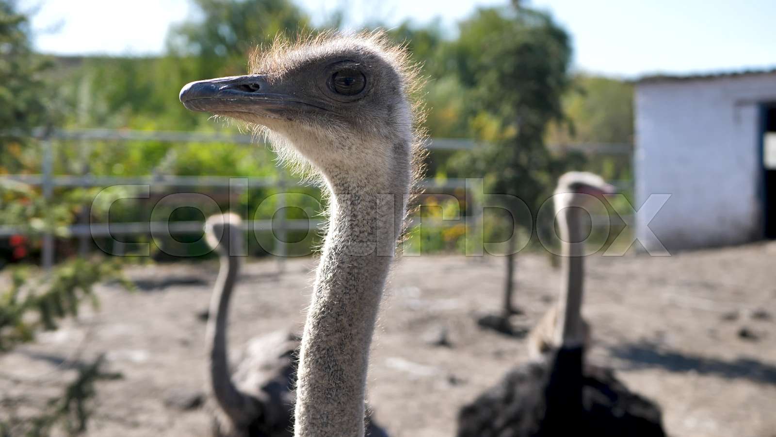 Ostriches walk in the paddock. Head and neck front portrait of an ...