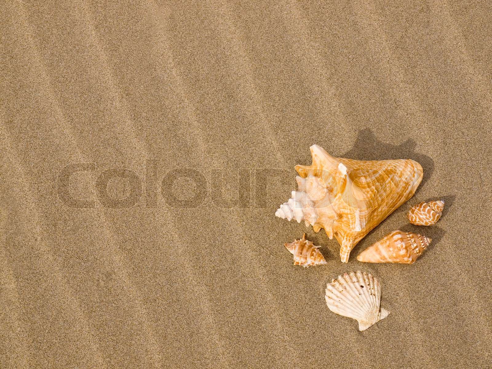 Scallop and Conch Shells on a Wind Swept Sandy Beach | Stock image ...