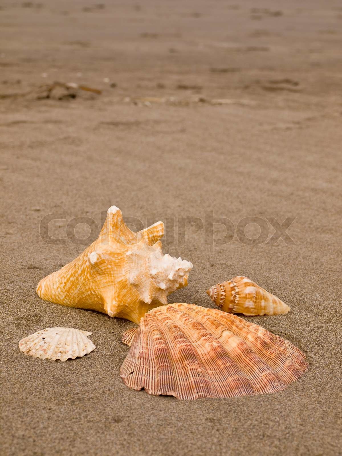 Scallop and Conch Shells on a Wind Swept Sandy Beach | Stock image ...