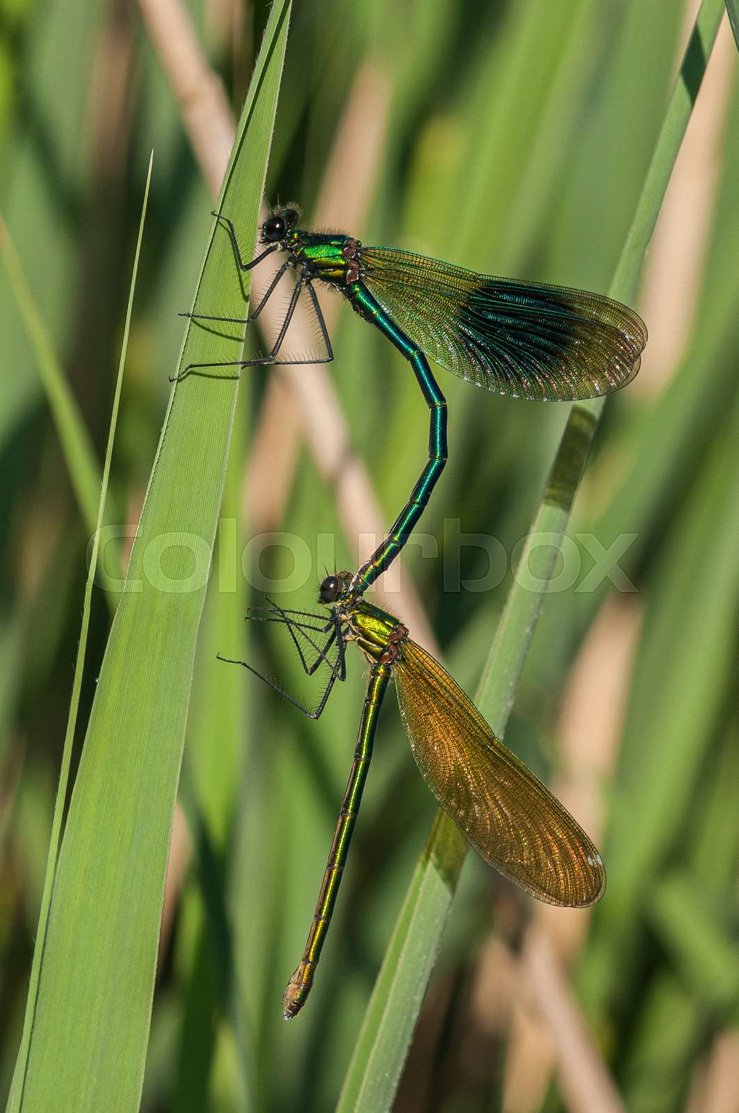 insects, eng, wetland | Stock image | Colourbox