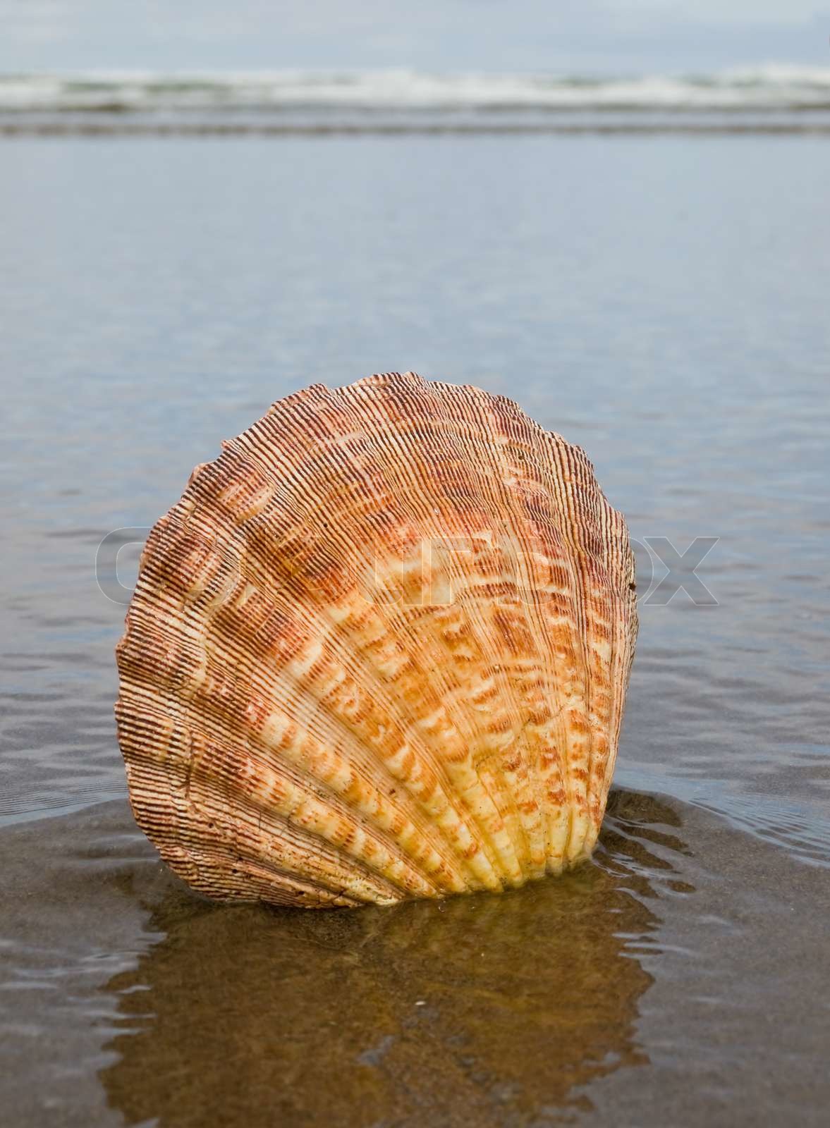 Scallop Shell Sticking Up in the Sand at the Water's Edge of a Beach ...