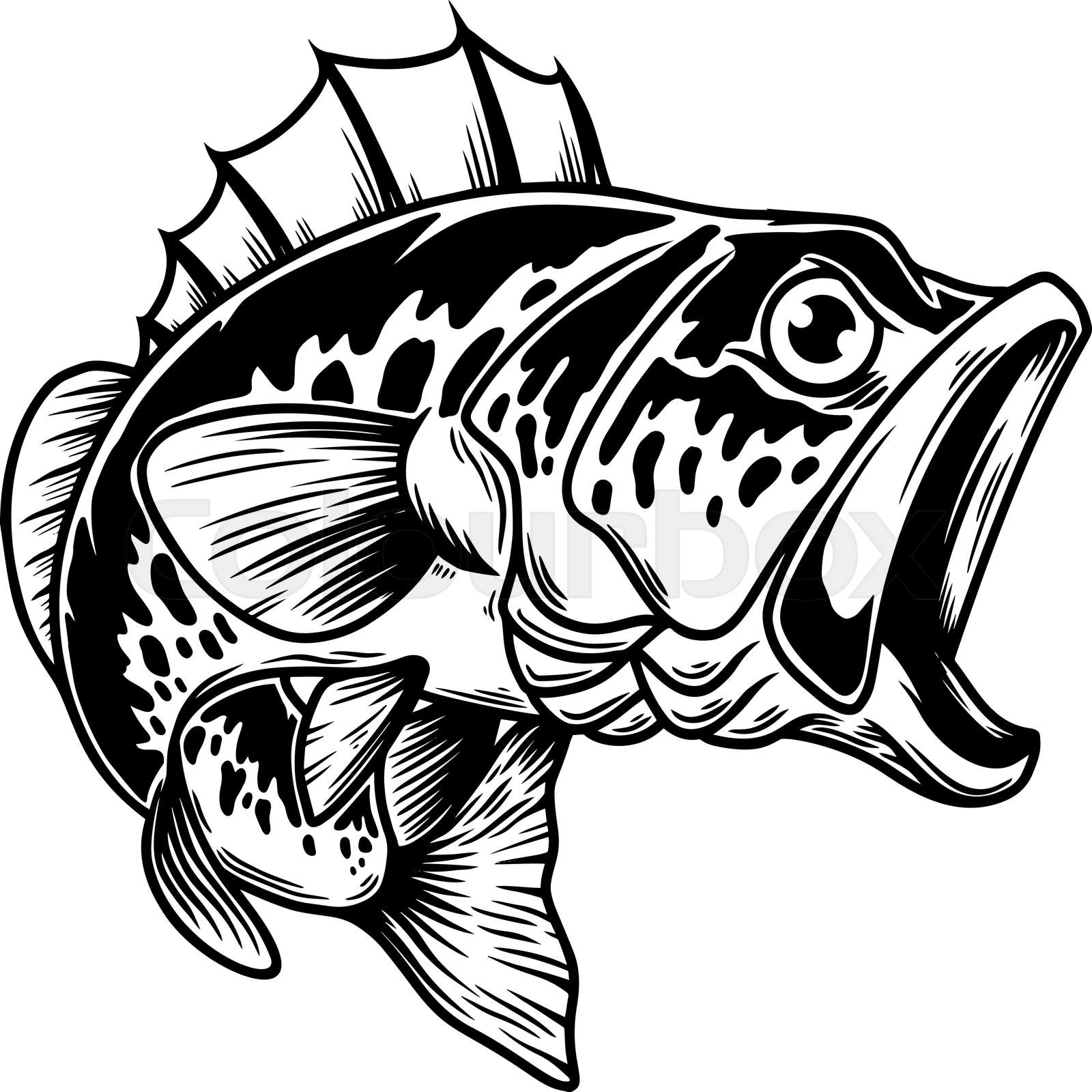 Illustration of bass fish. Big perch. Perch fishing. Design element for ...