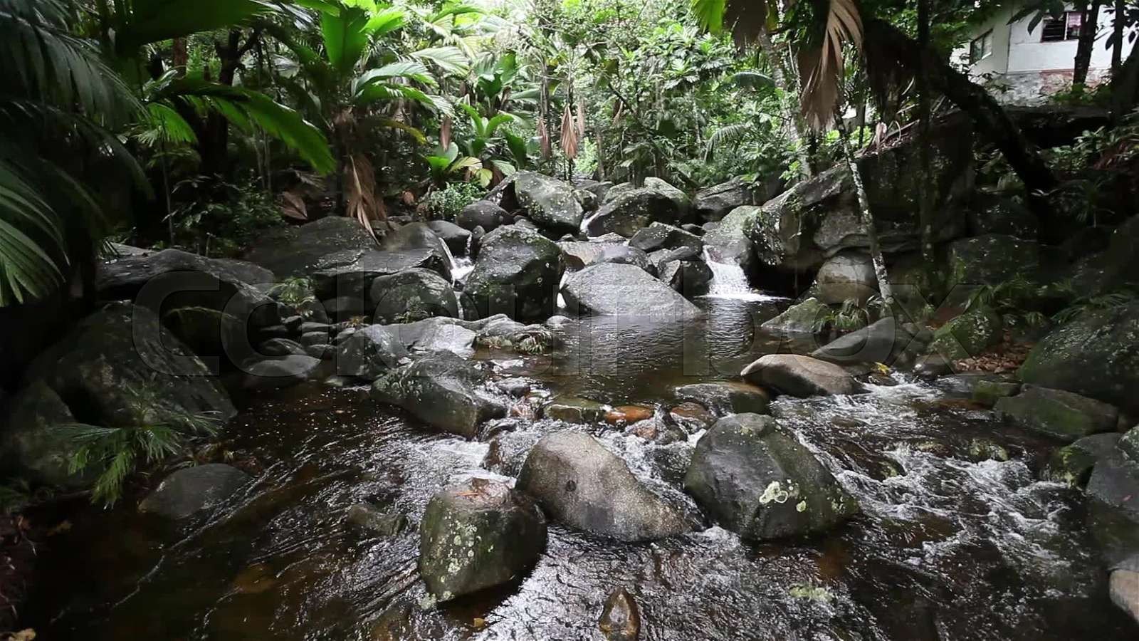 Tropical jungle with river in Seychelles. | Stock video | Colourbox