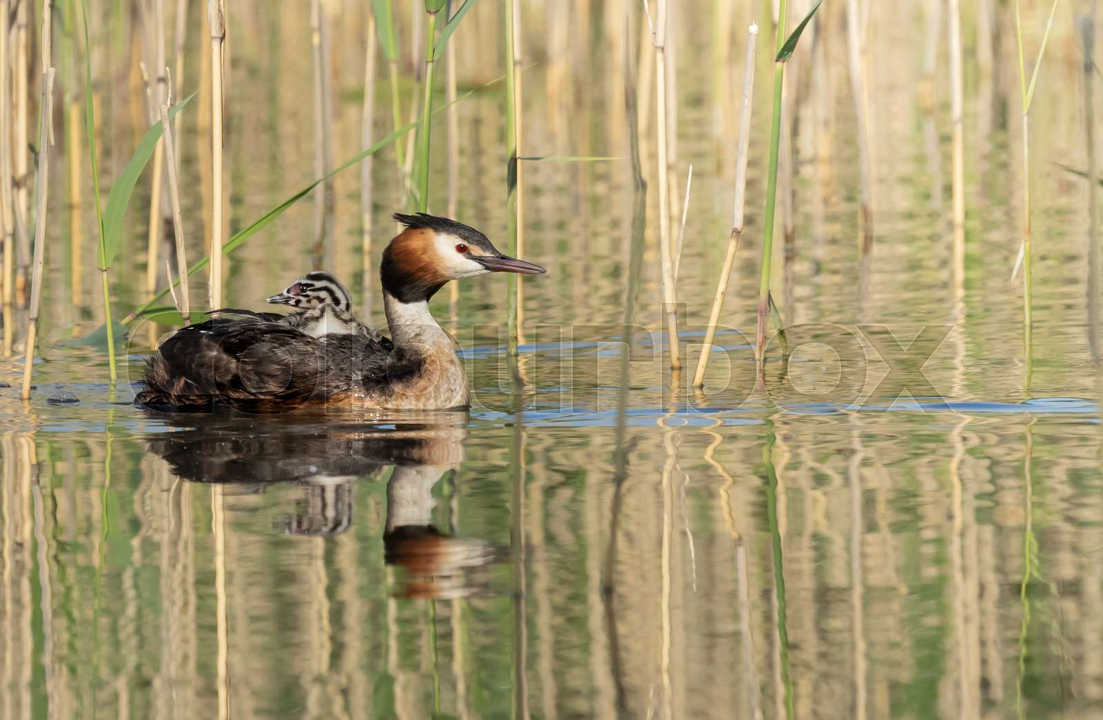 Great Crested Grebe carrying babies on its back | Stock image | Colourbox