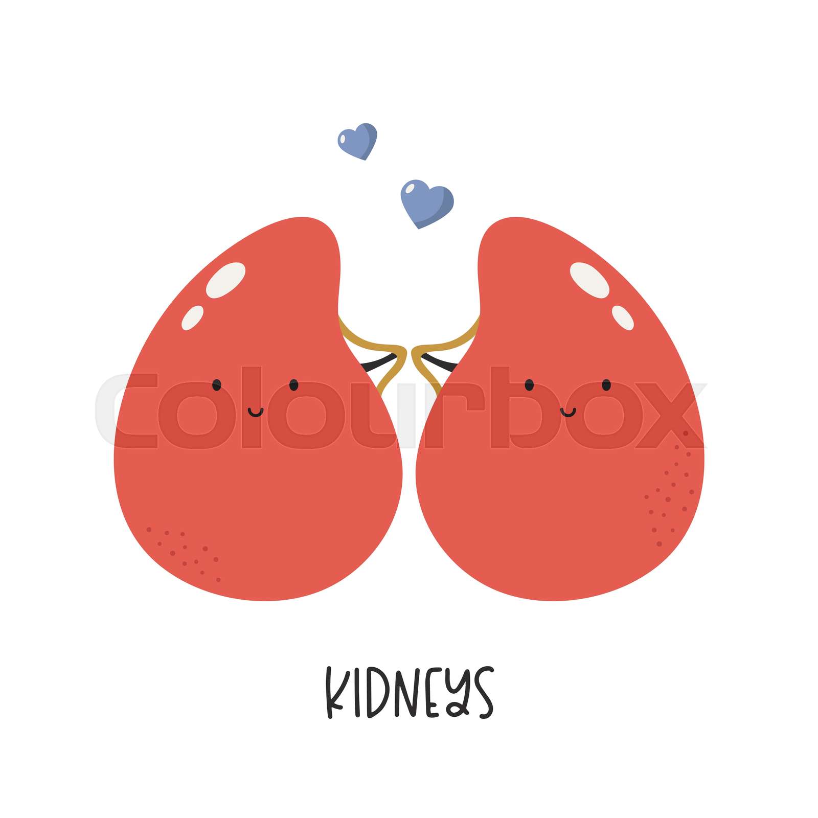 Vector illustration of cute healthy kidneys characters. | Stock vector ...