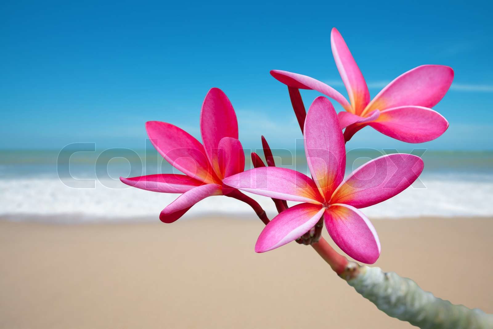 Plumeria blomster på stranden | Stock foto | Colourbox