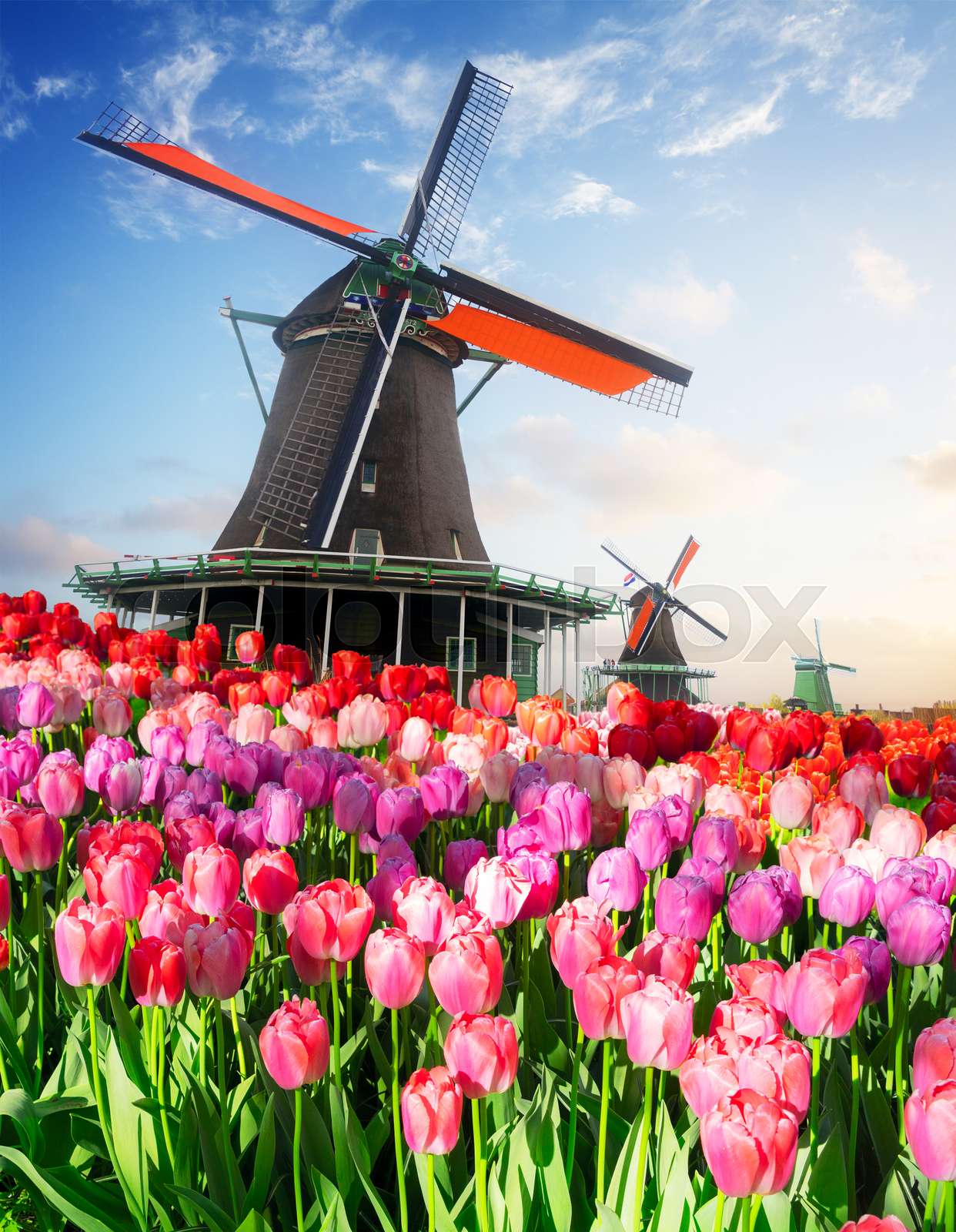 frühling, niederlande, windmühle | Stock Bild | Colourbox