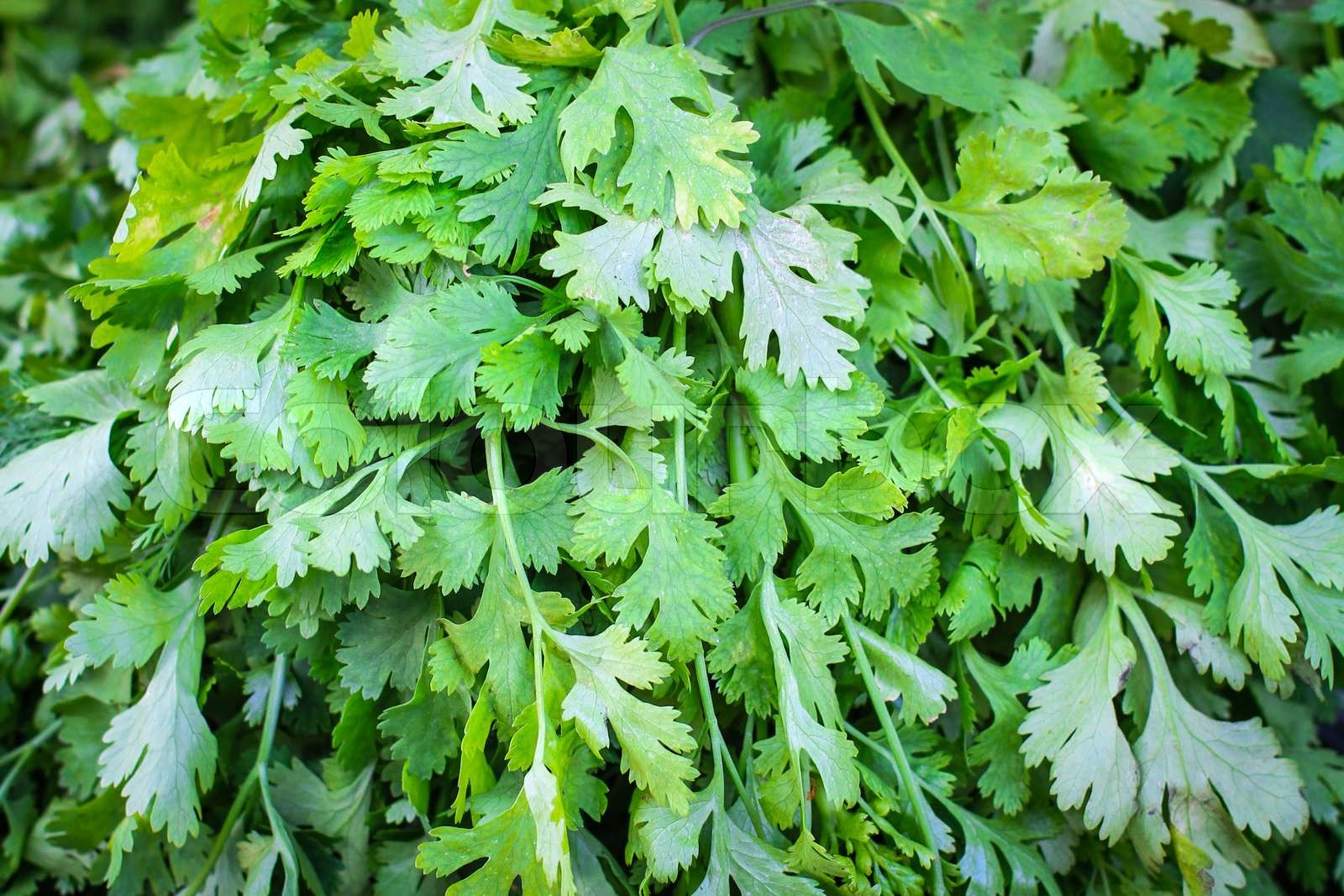 fresh colantro | Stock image | Colourbox