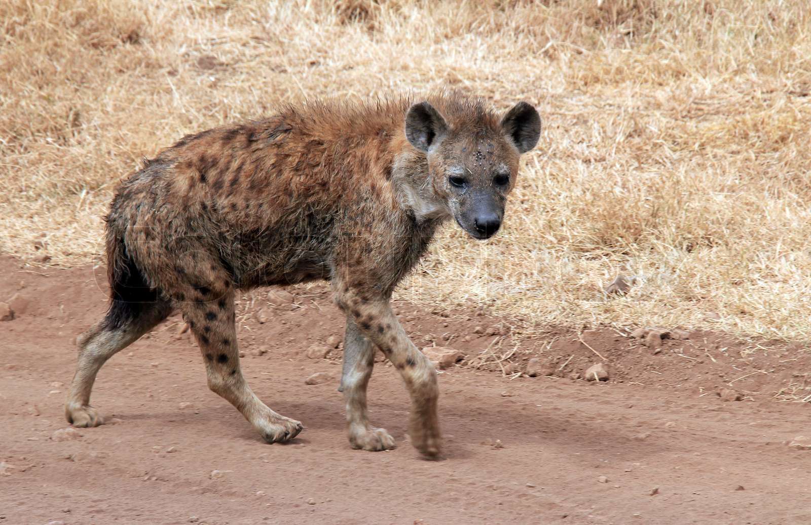 Spotted Hyena | Stock image | Colourbox