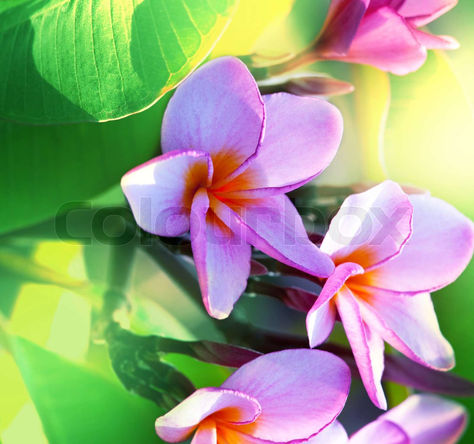 Hawaii-Blumen | Stock Bild | Colourbox