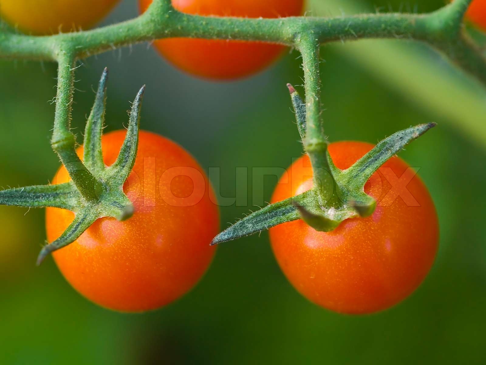 Tomatoes on the Vine | Stock image | Colourbox