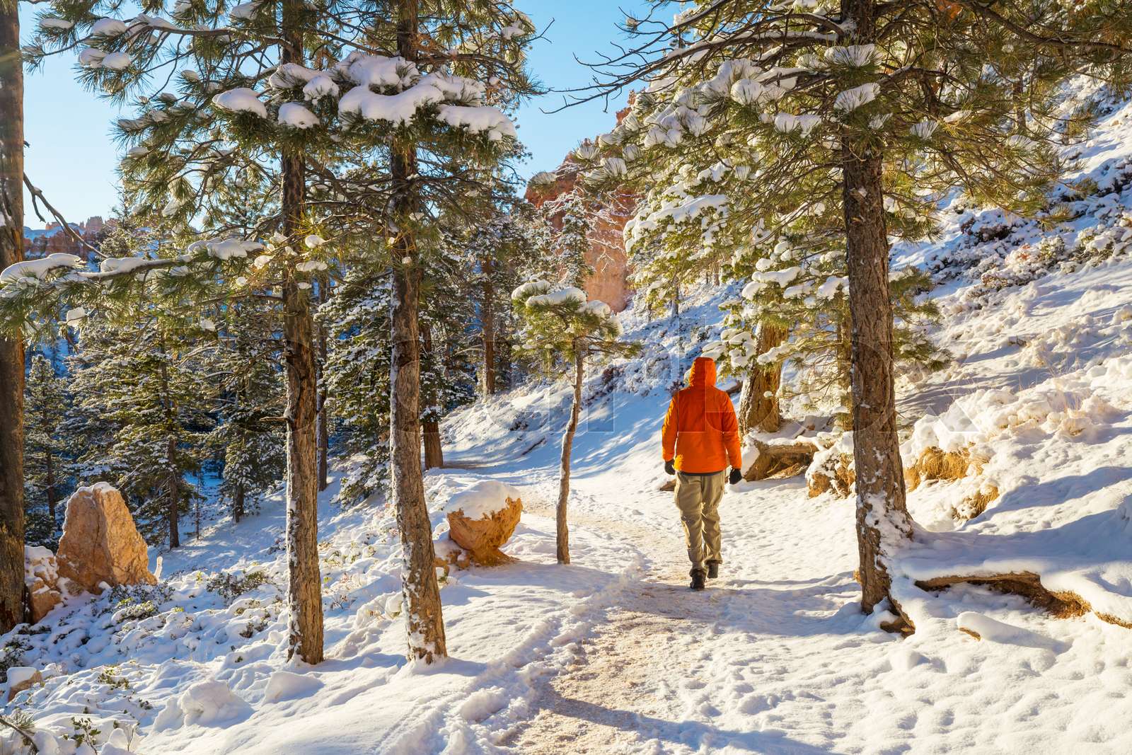 wanderer, schnee, wald | Stock Bild | Colourbox