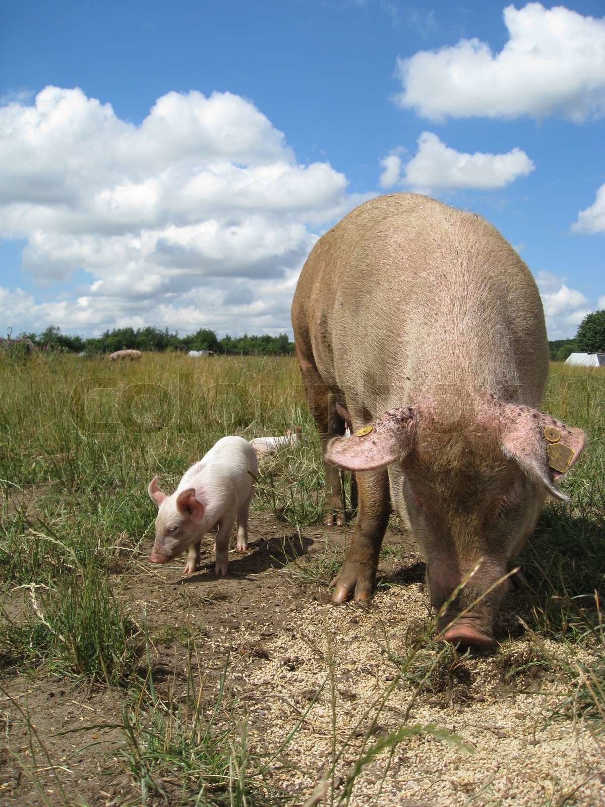 Organic pigs | Stock image | Colourbox