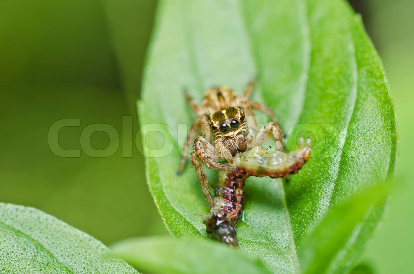 jumping spider eat worm | Stock image | Colourbox