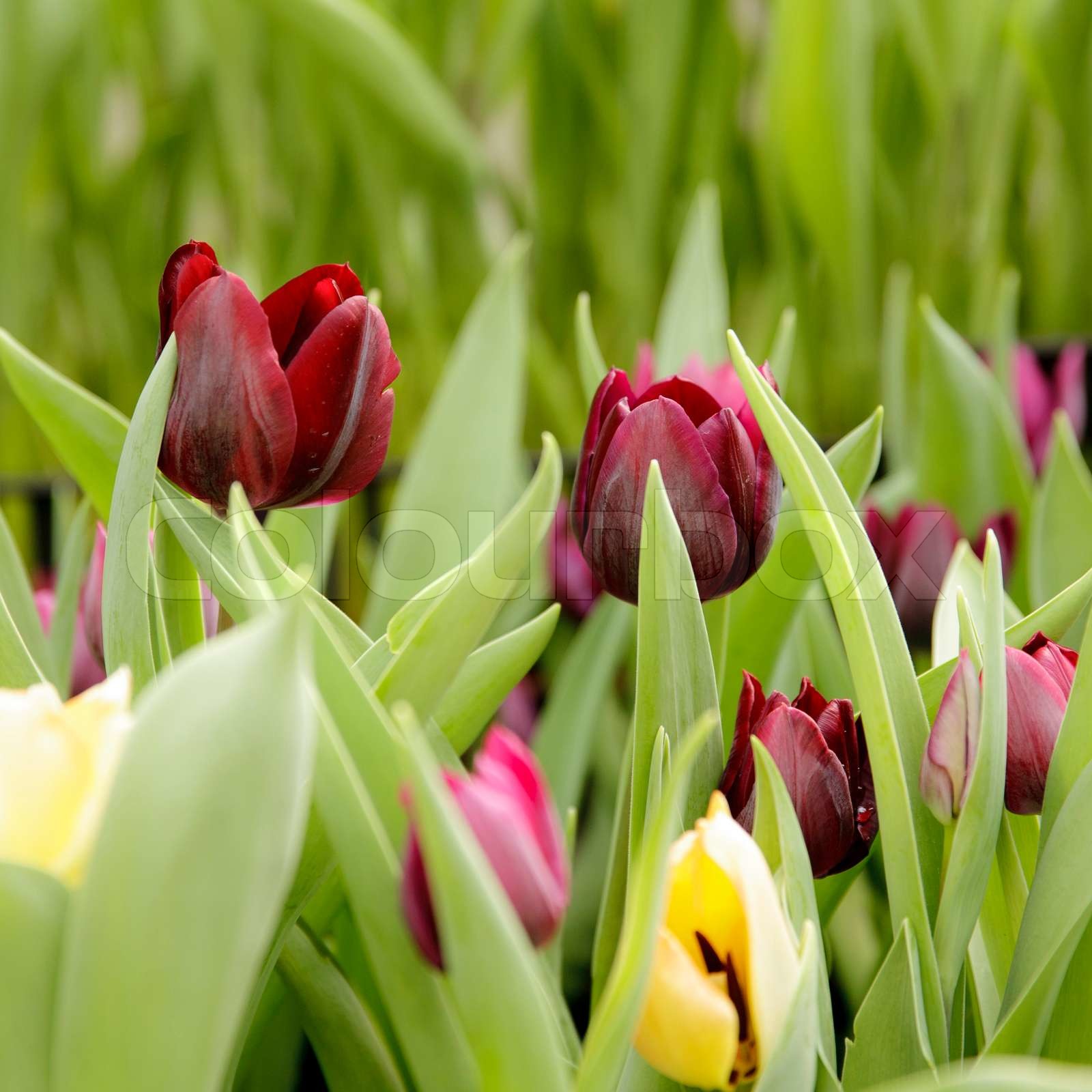 tulipaner blomster | Stock foto | Colourbox