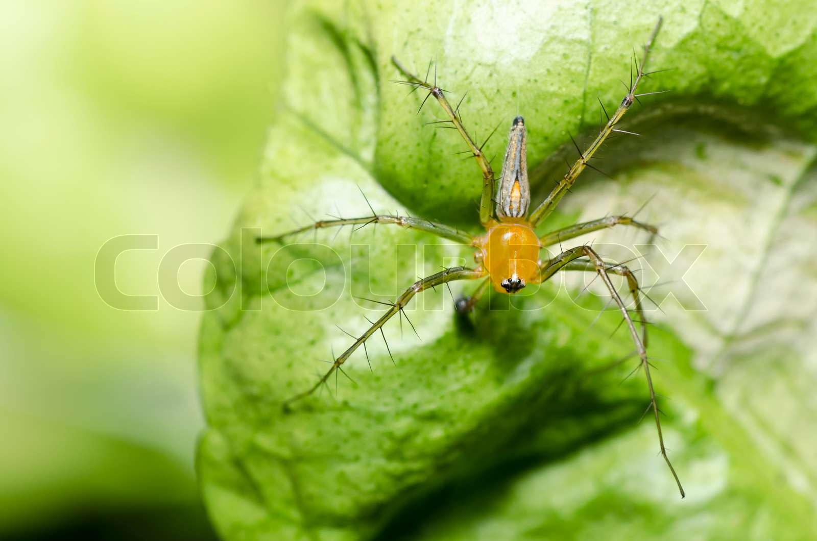 long legs spider in green nature | Stock image | Colourbox