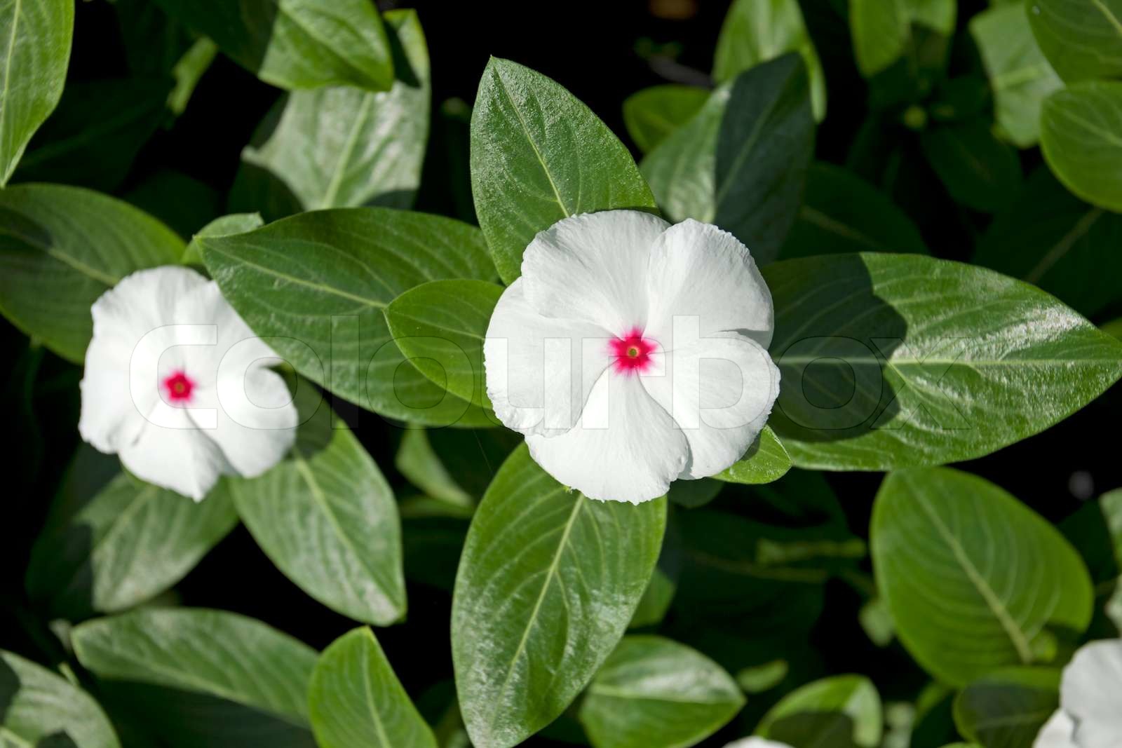 White Periwinkle | Stock image | Colourbox