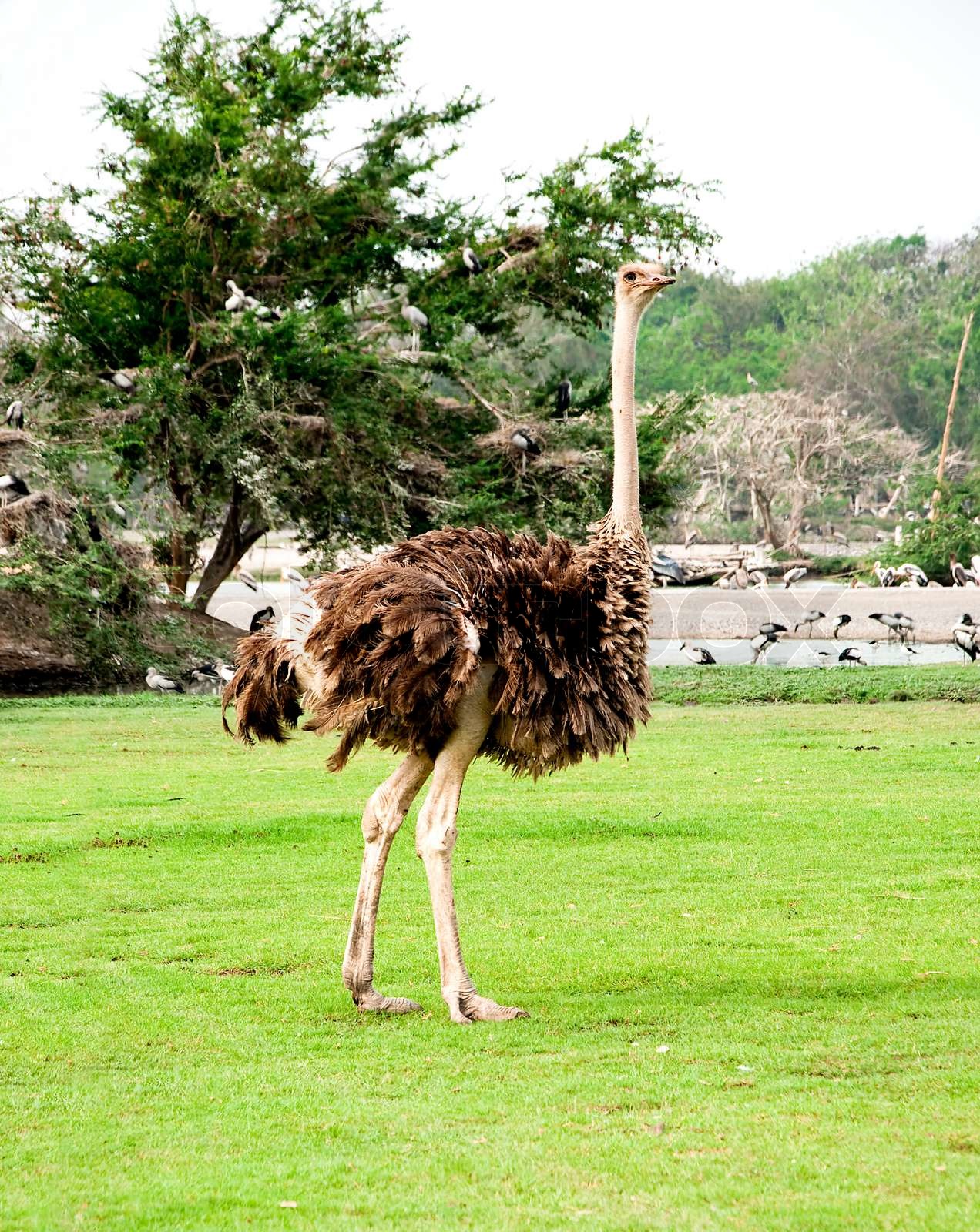 Ostrich on green grass in zoo | Stock image | Colourbox