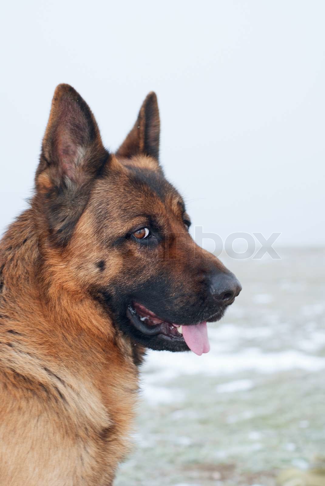 schæferhund | Stock foto | Colourbox