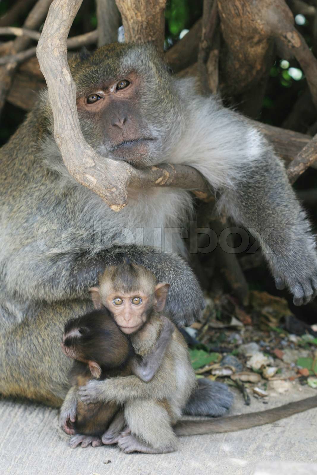 Mother and Son Monkeys | Stock image | Colourbox