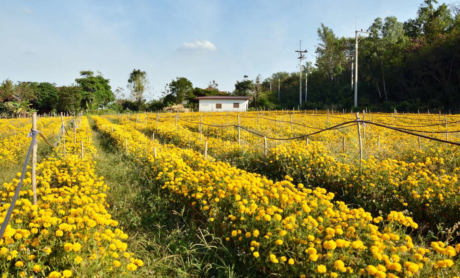 marigold farm fully harvest | Stock image | Colourbox