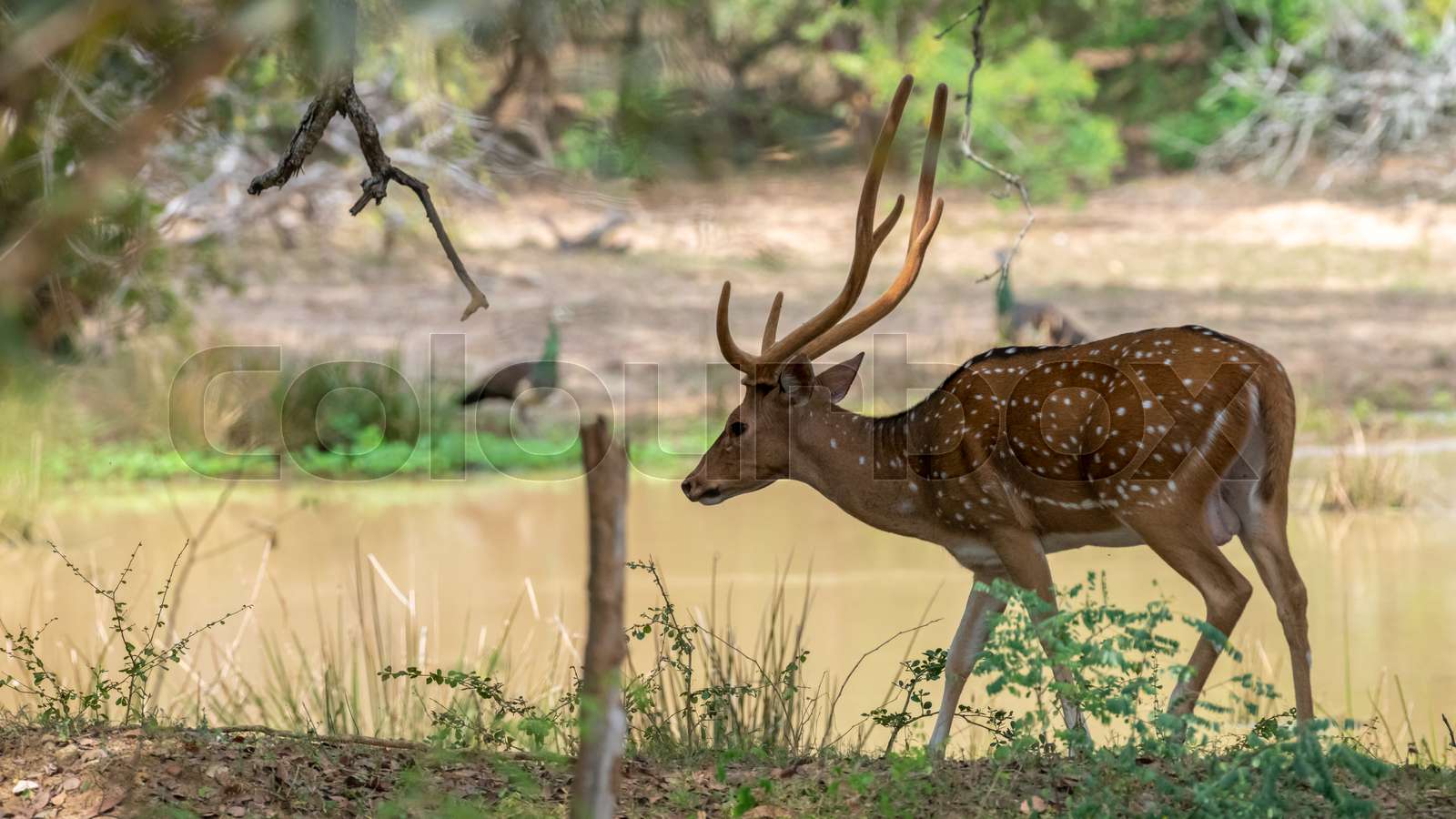 Axis Deer In Alert