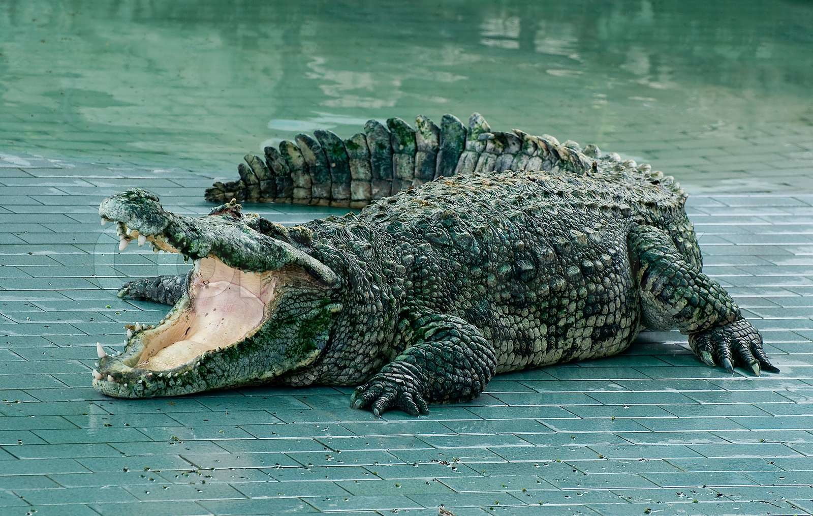 Das Krokodil im Zoo | Stock Bild | Colourbox