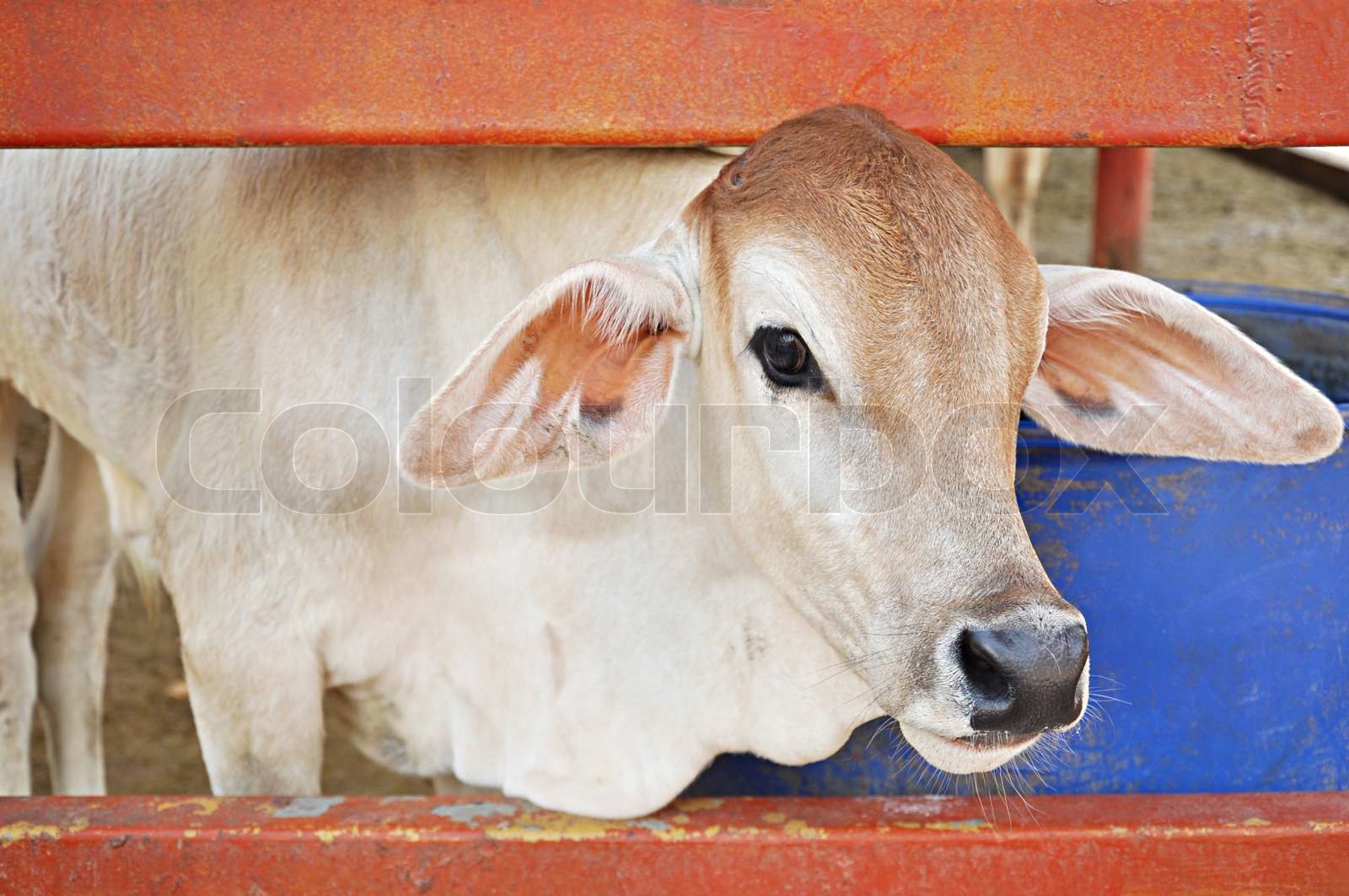 A calf in the corral | Stock image | Colourbox