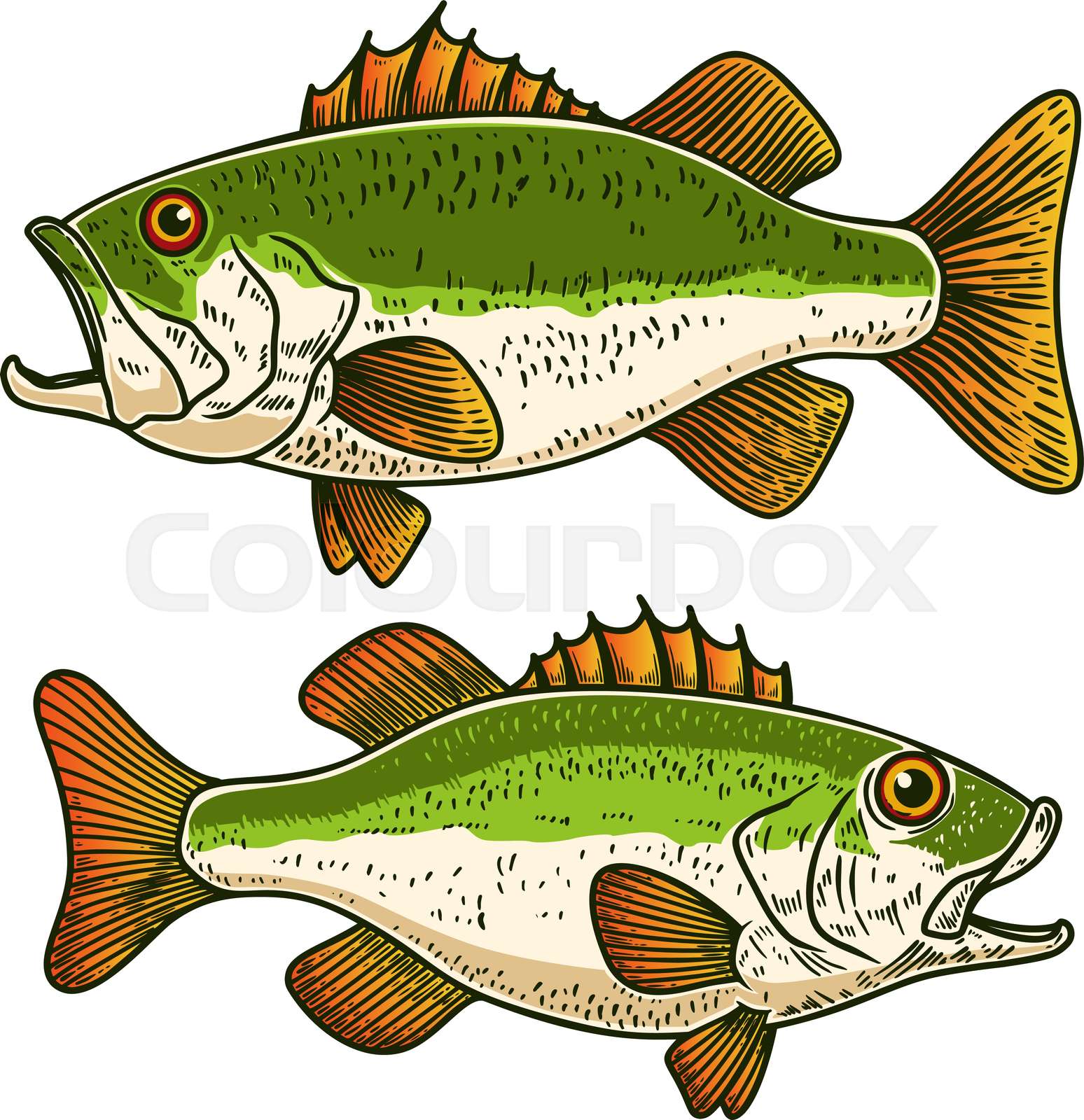 Illustrations of bass fish in engraving style. Design element for ...