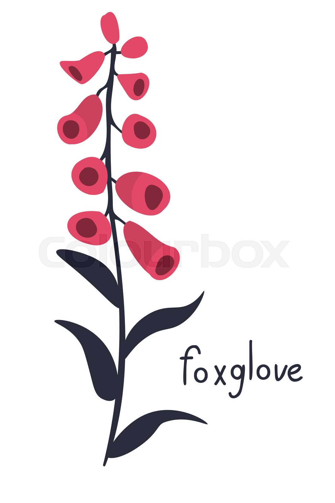 Foxglove vector illustration | Stock vector | Colourbox
