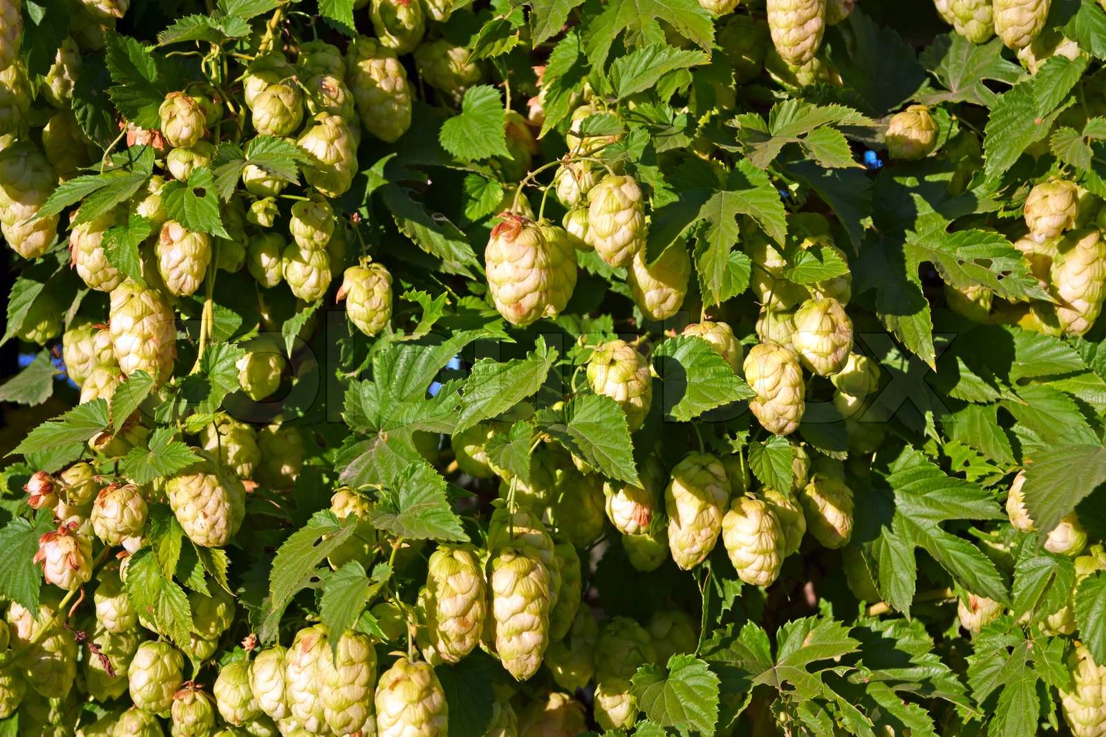 Hop | Stock image | Colourbox