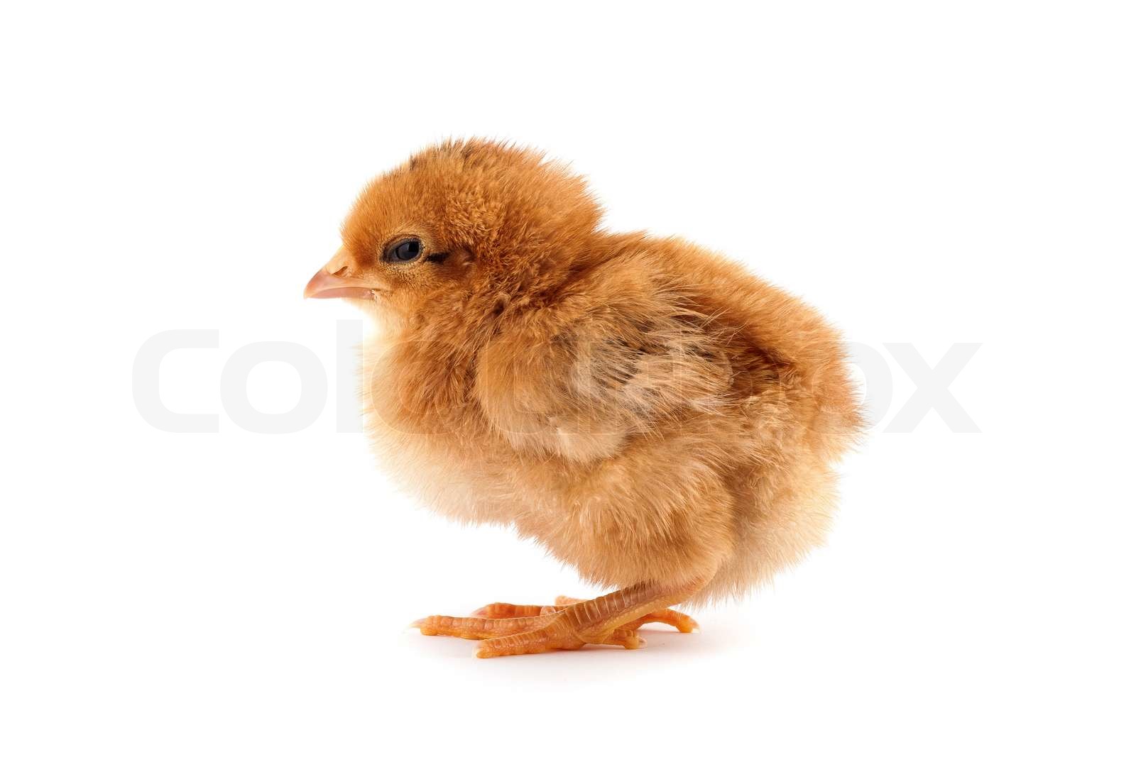 Den gule kylling på en hvid baggrund | Stock foto | Colourbox