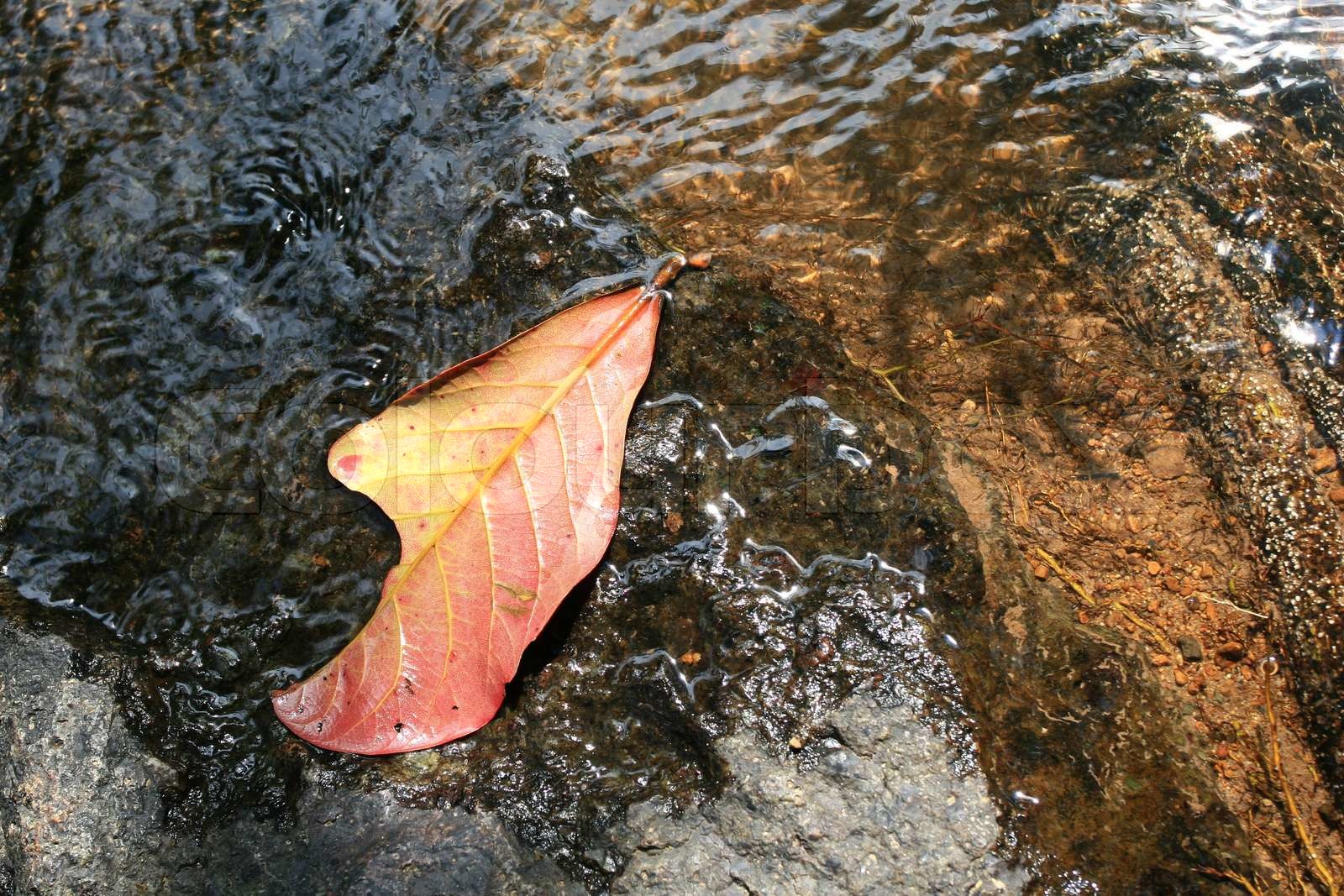Autumn Leaf in a Puddle | Stock image | Colourbox