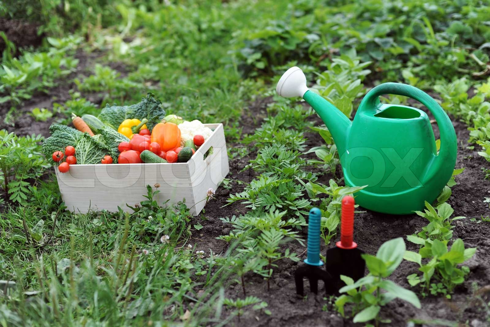 Kitchen-garden | Stock image | Colourbox