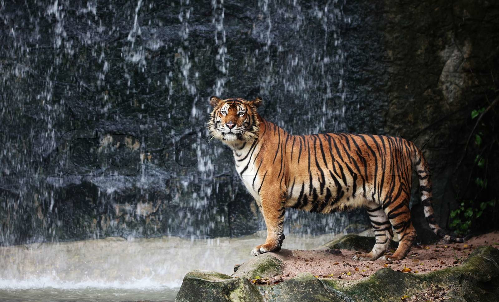 Large striped tiger | Stock image | Colourbox