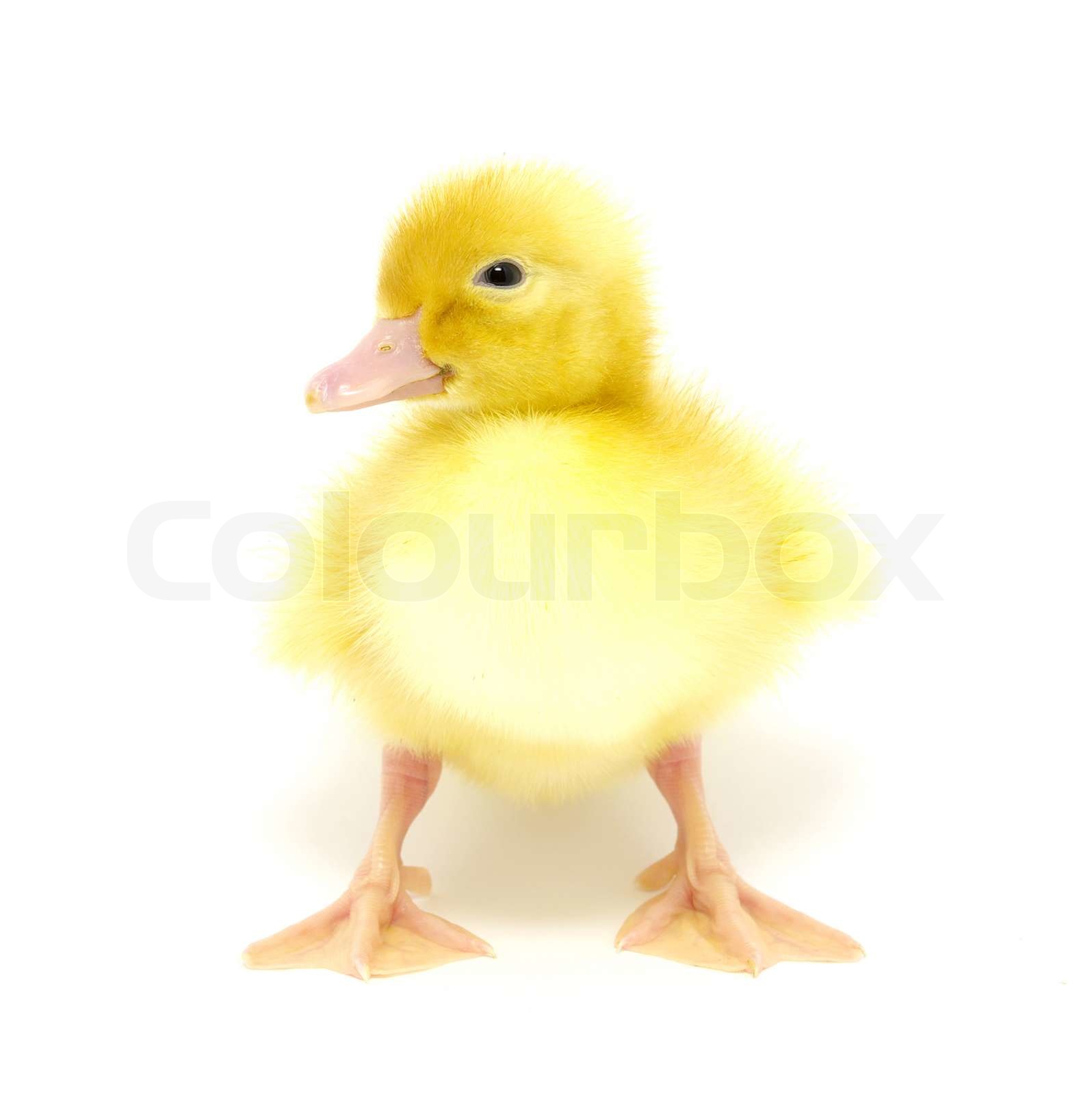 small yellow duck | Stock image | Colourbox