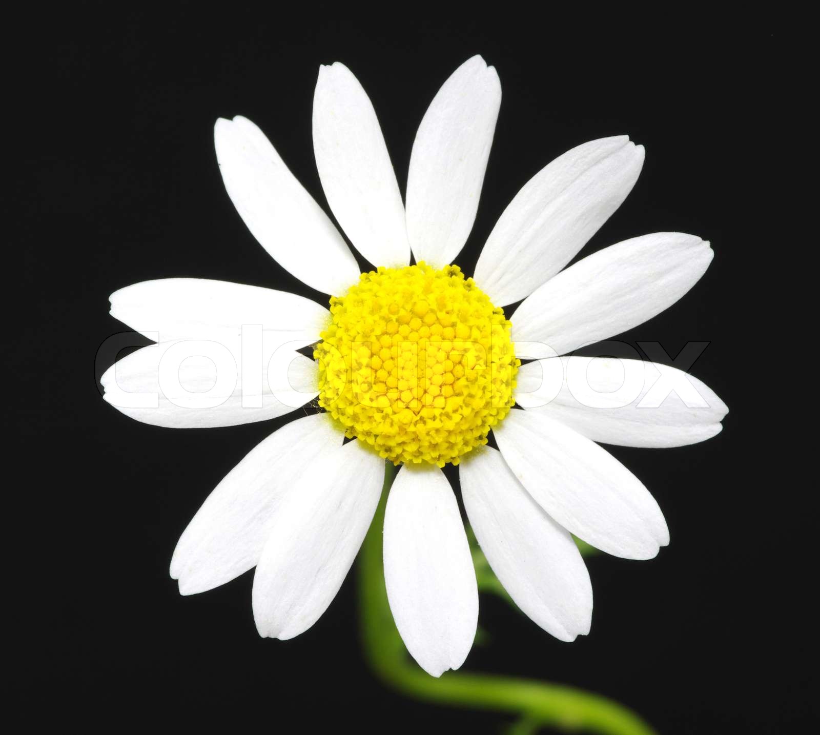 daisy on black | Stock image | Colourbox