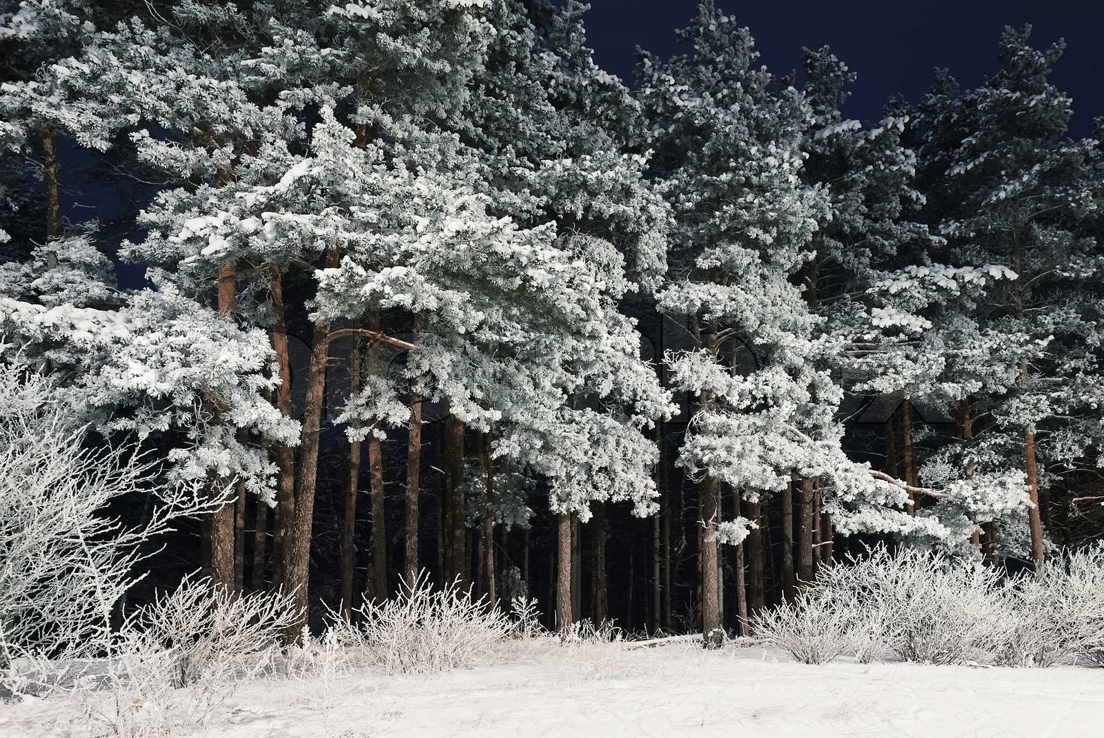 Forest At Night | Stock image | Colourbox