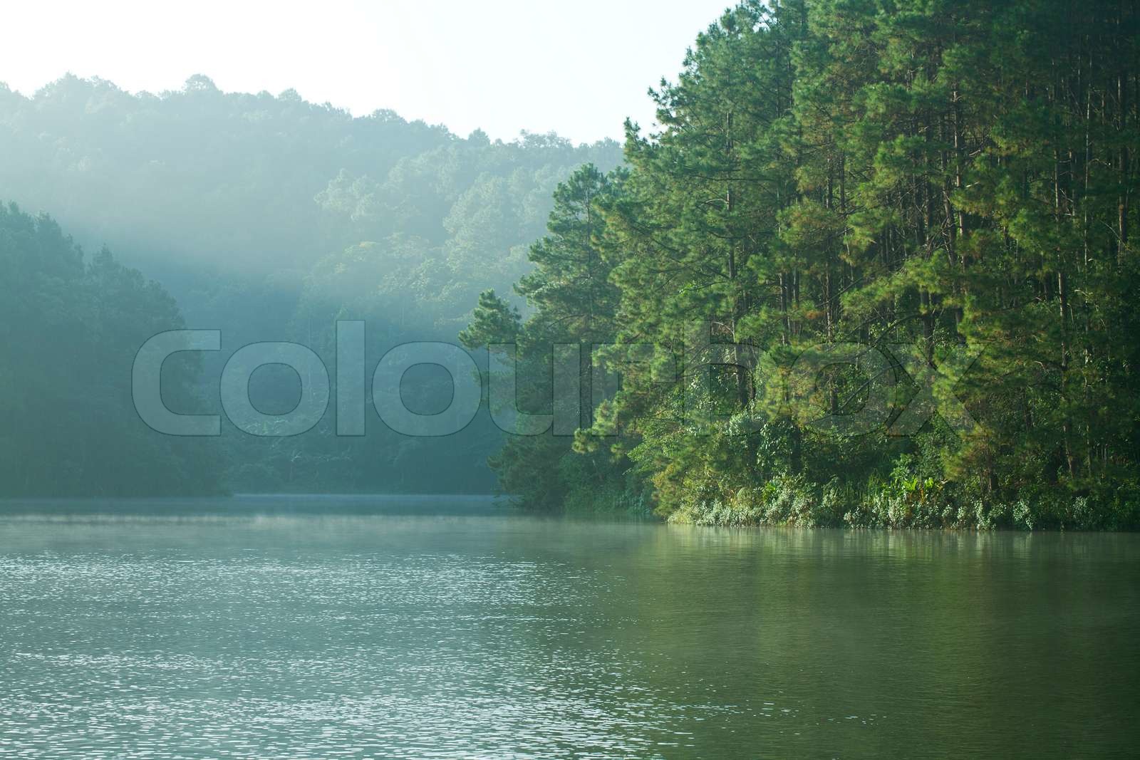 Landscape with pine trees lake | Stock image | Colourbox
