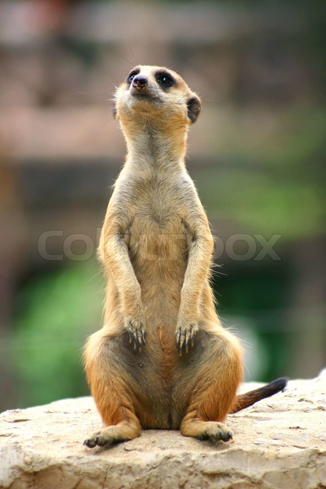 Meercat | Stock image | Colourbox