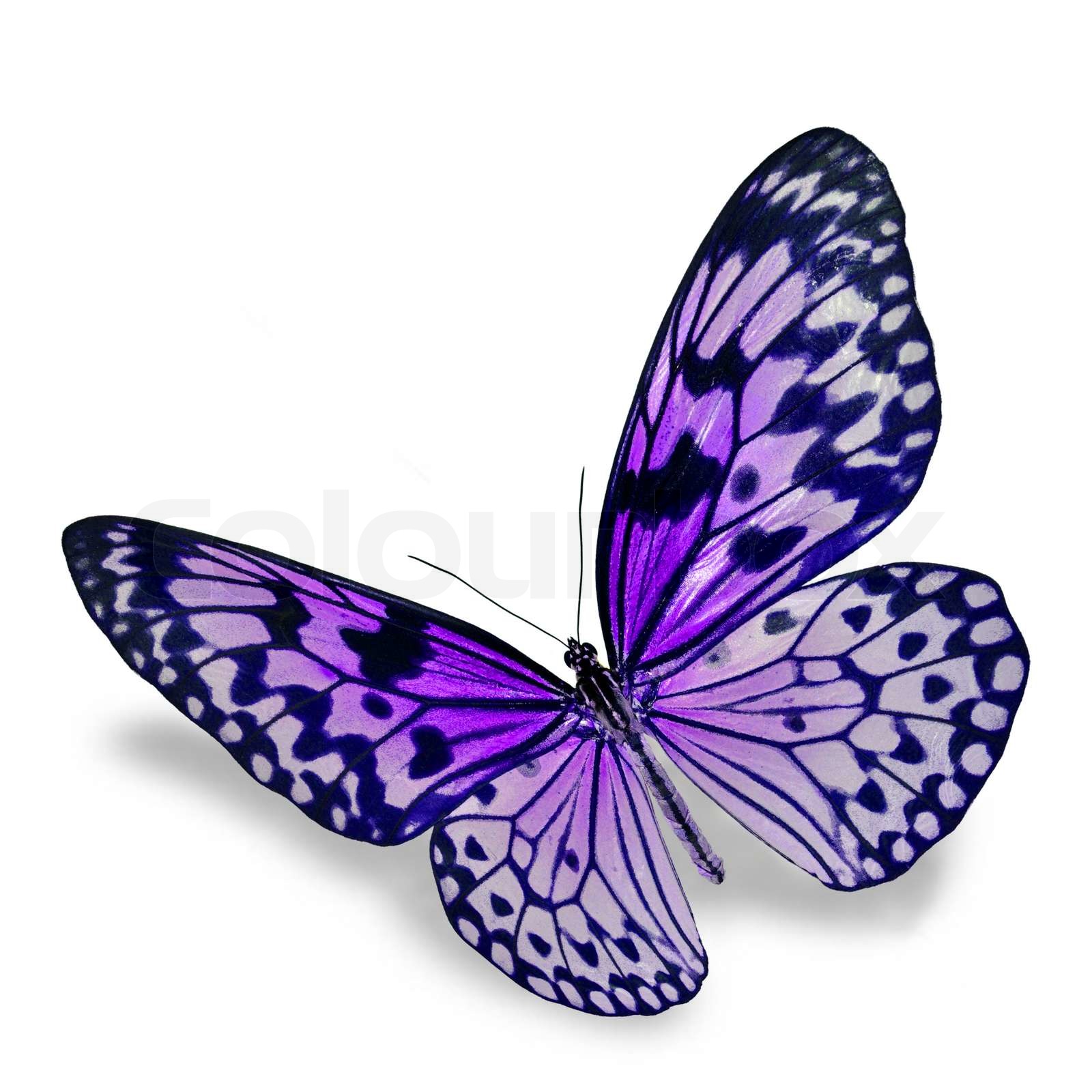 Real Purple Butterfly Images