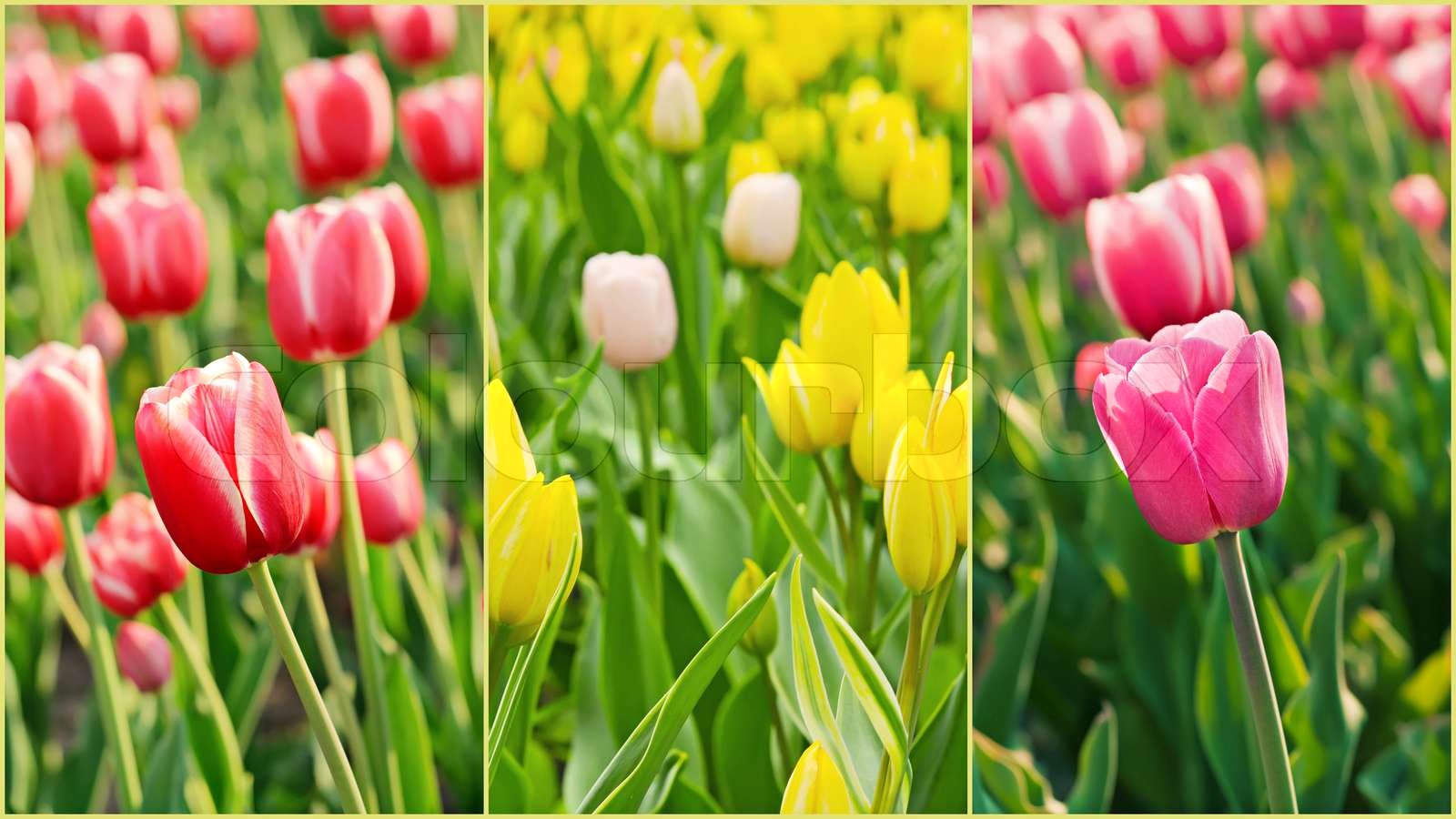 Tulips collage | Stock image | Colourbox