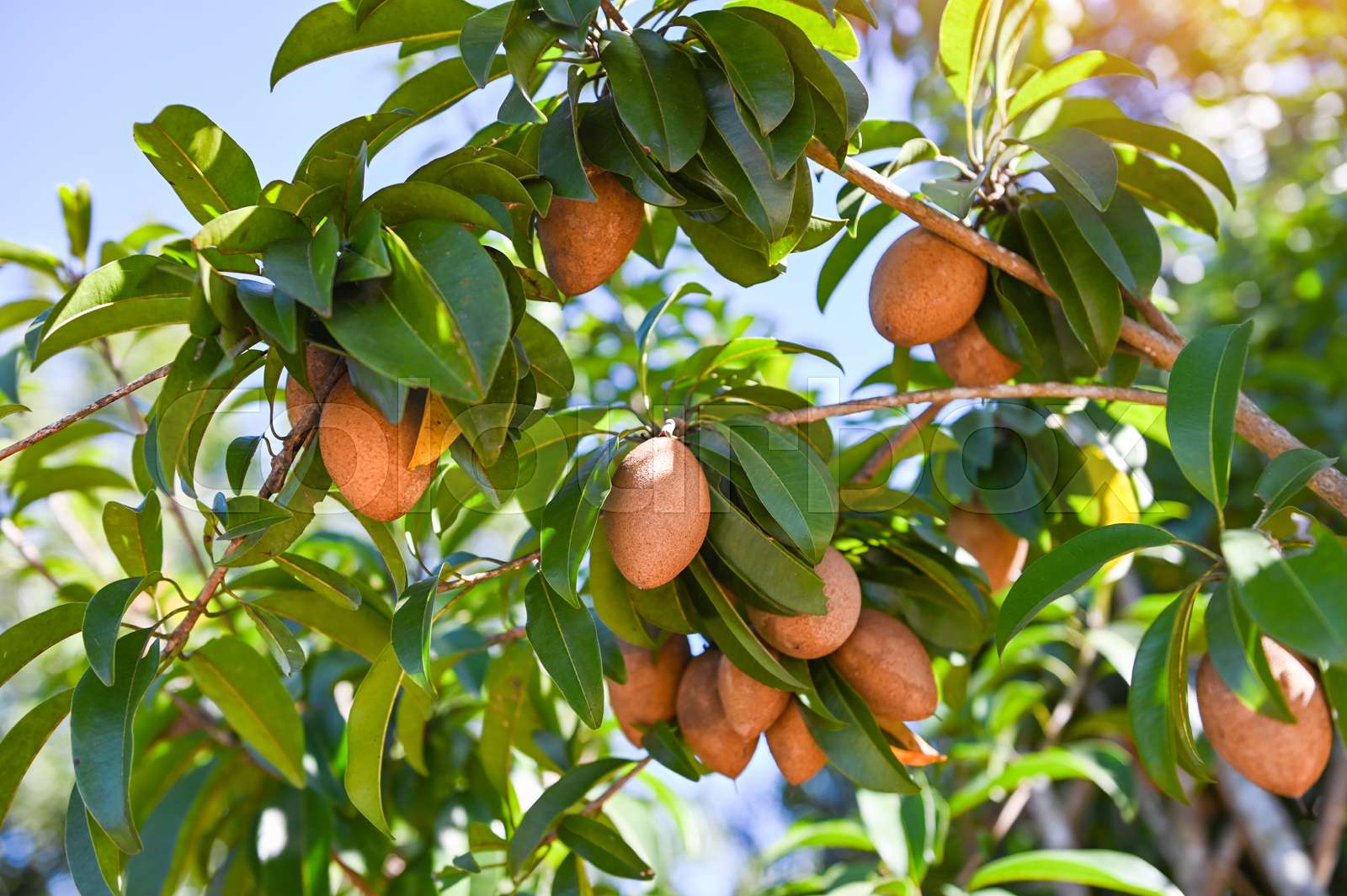 Sapodilla Fruit Tree