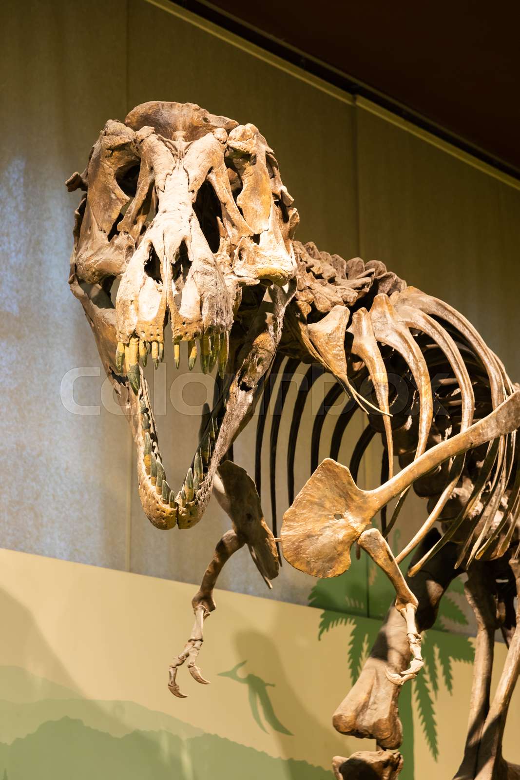 Tyrannosaurus Rex fossil. Old t-rex skeleton in museum. | Stock image ...